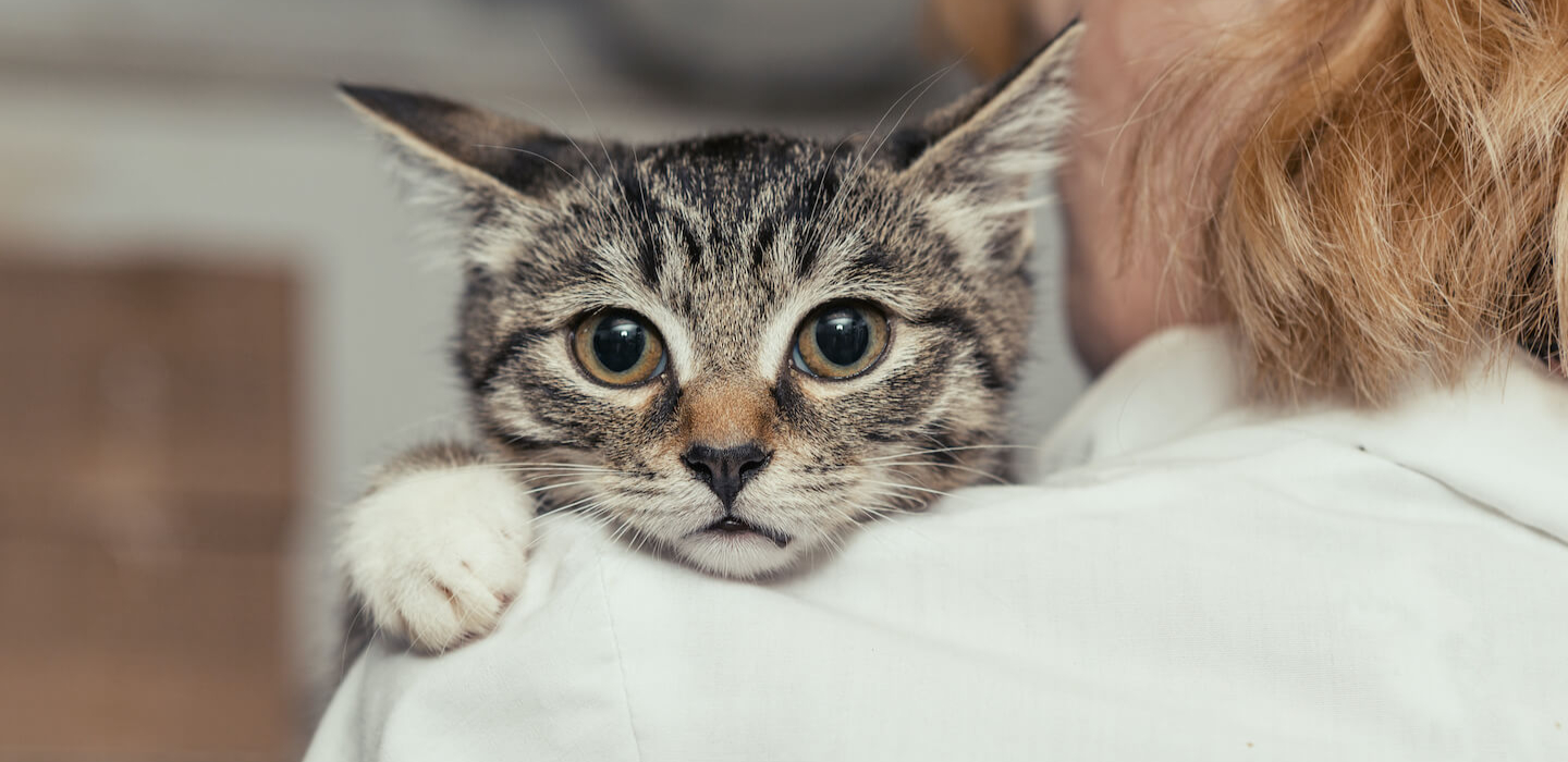 Tutto quello che bisogna sapere sul microchip per i gatti | Natural Trainer